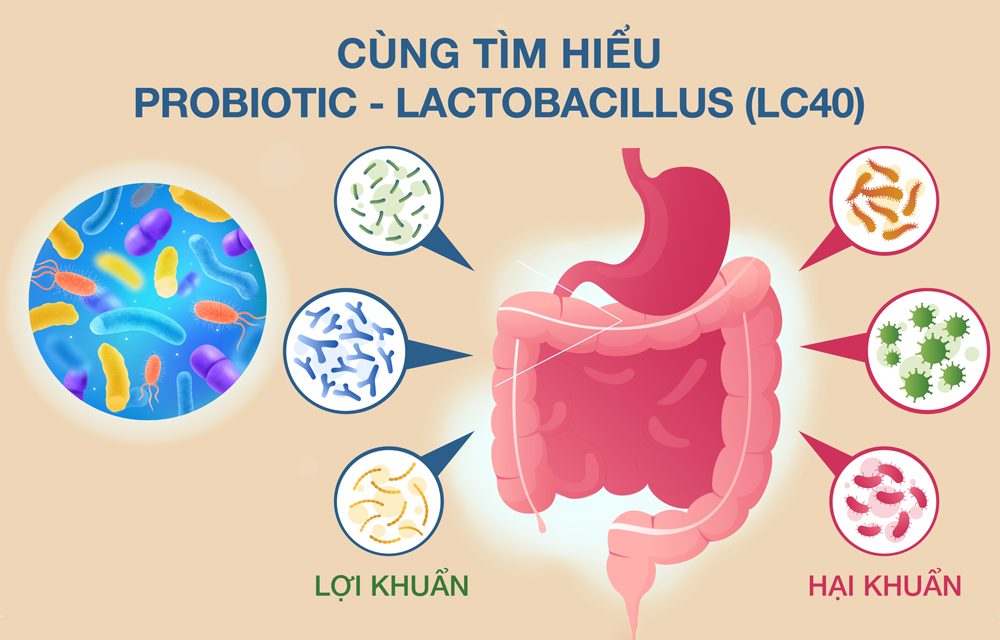 Cùng tìm hiểu PROBIOTIC - LACTOBACILLUS FERMENTUM (LC40) có trong Ocean ...